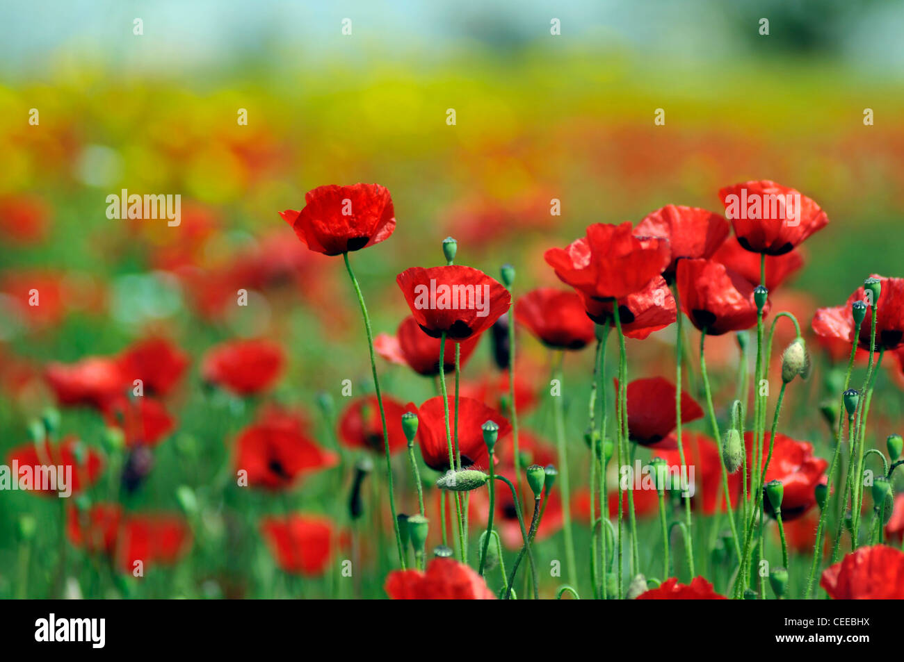 Israel spring flower red poppy hi-res stock photography and images - Alamy