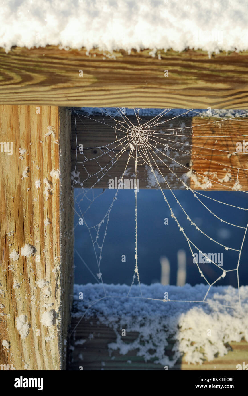 Spider web attached to the underside of snow covered timbers Stock ...