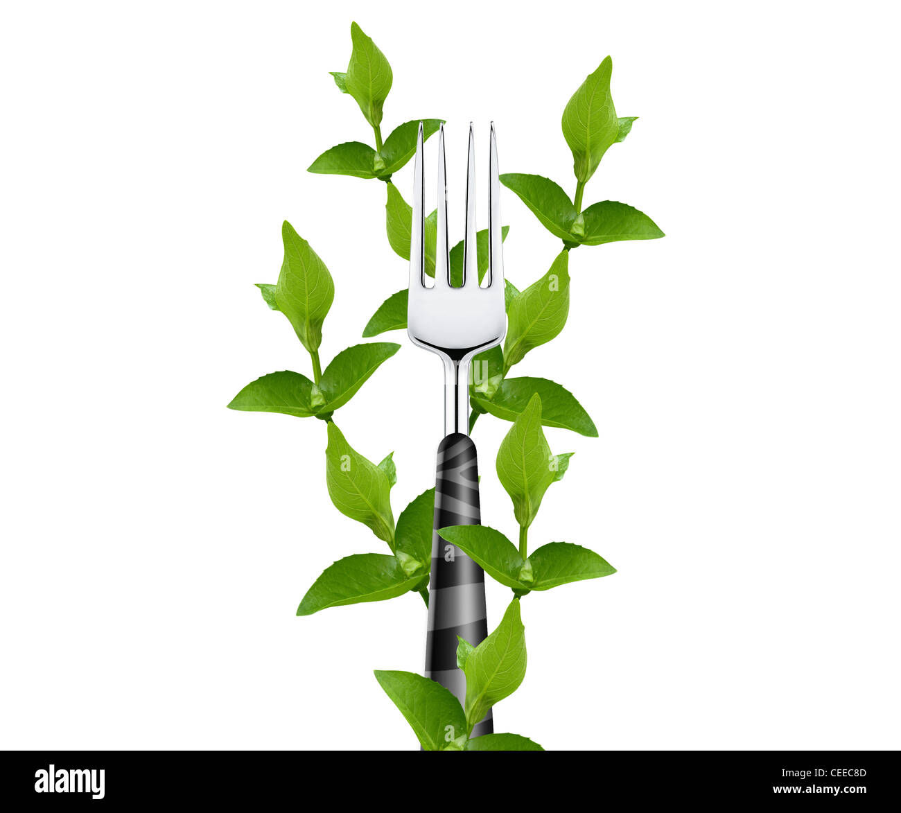 green leaves around fork isolated on white background Stock Photo - Alamy