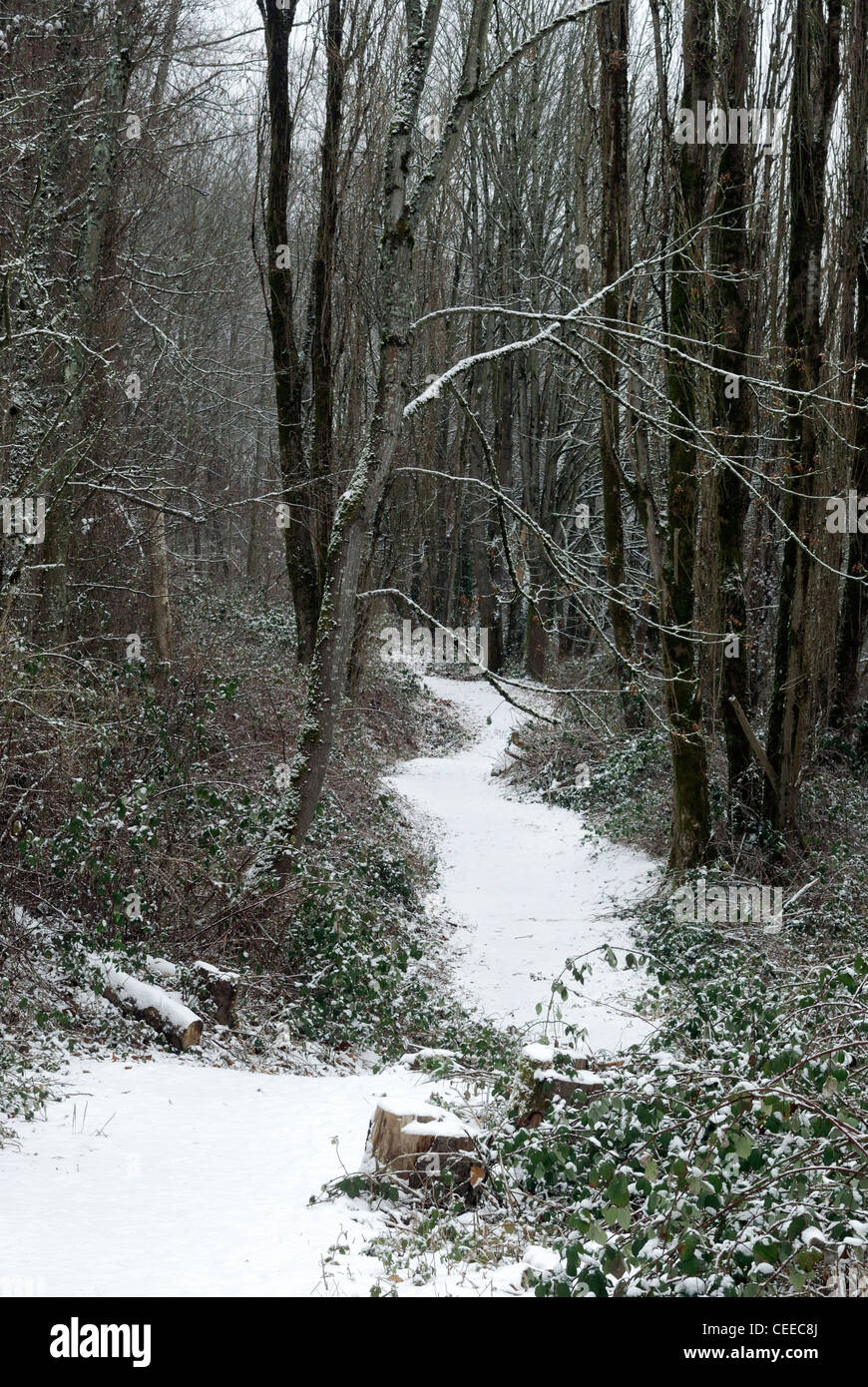 Trailing Woods High Resolution Stock Photography and Images - Alamy