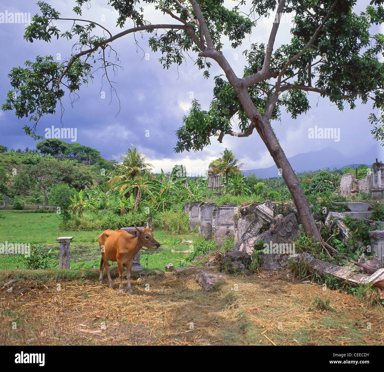 Lesser sunda islands hi-res stock photography and images - Alamy