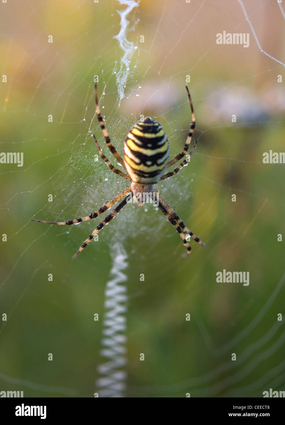 A large colorful spider on its web Stock Photo - Alamy