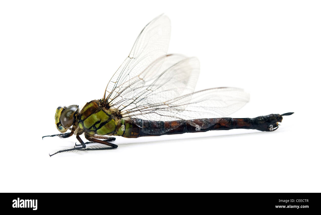 dragonfly isolated on a white background Stock Photo - Alamy