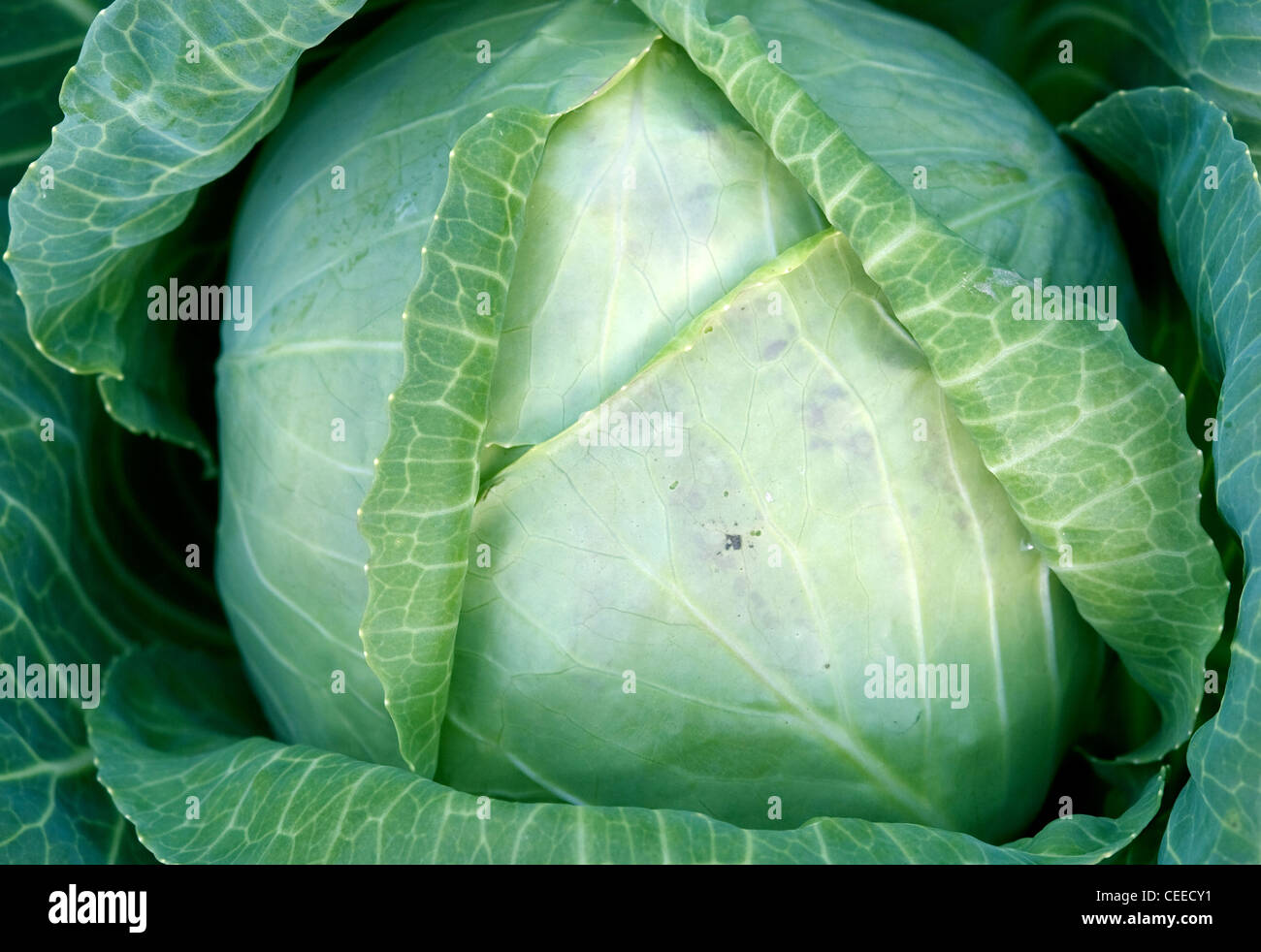 head of cabbage close up Stock Photo - Alamy