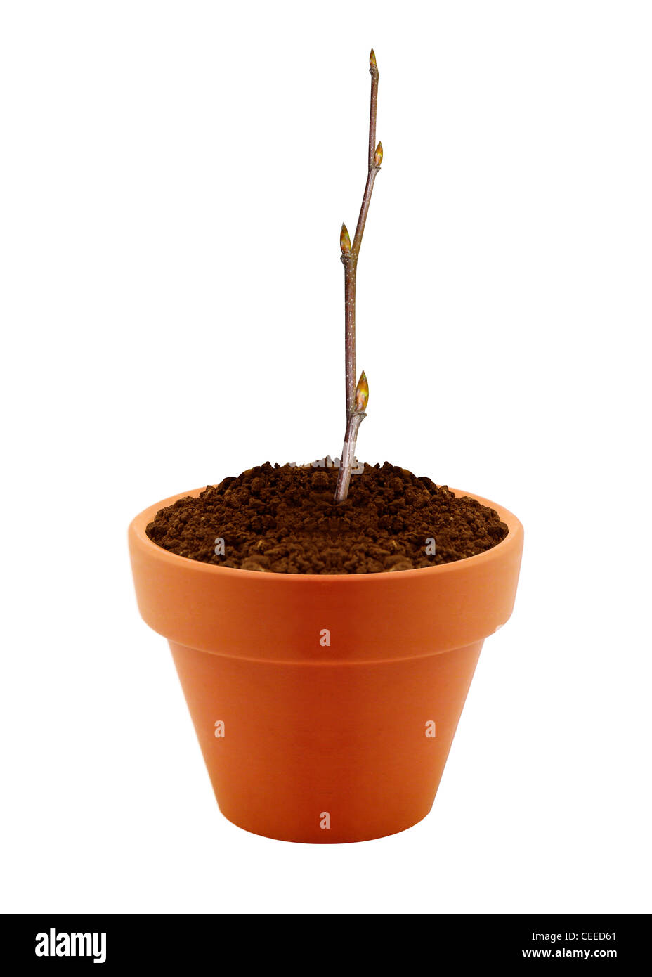 small branch with buds in clay pot isolated on white background Stock ...