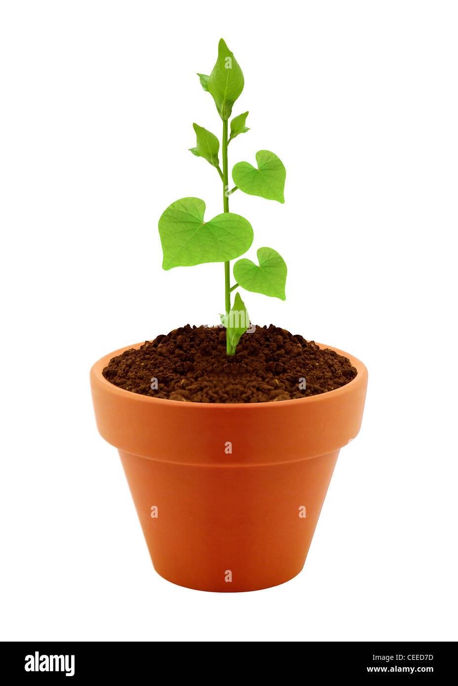 Young plant with heart shaped leaves in pot isolated on the white ...