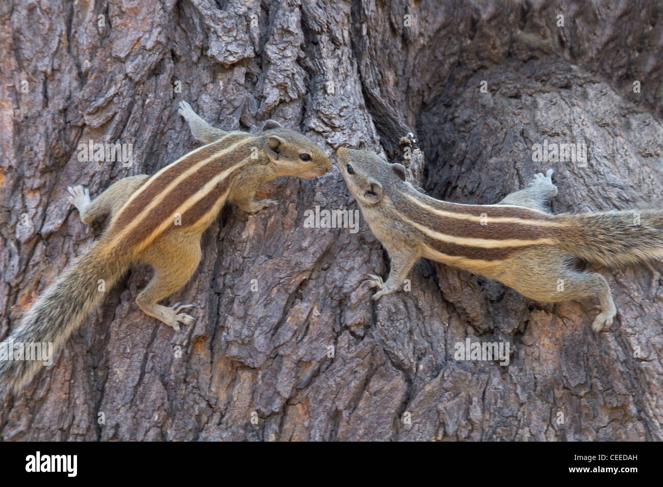 Chipmunks on the tree, Agra, India Stock Photo - Alamy