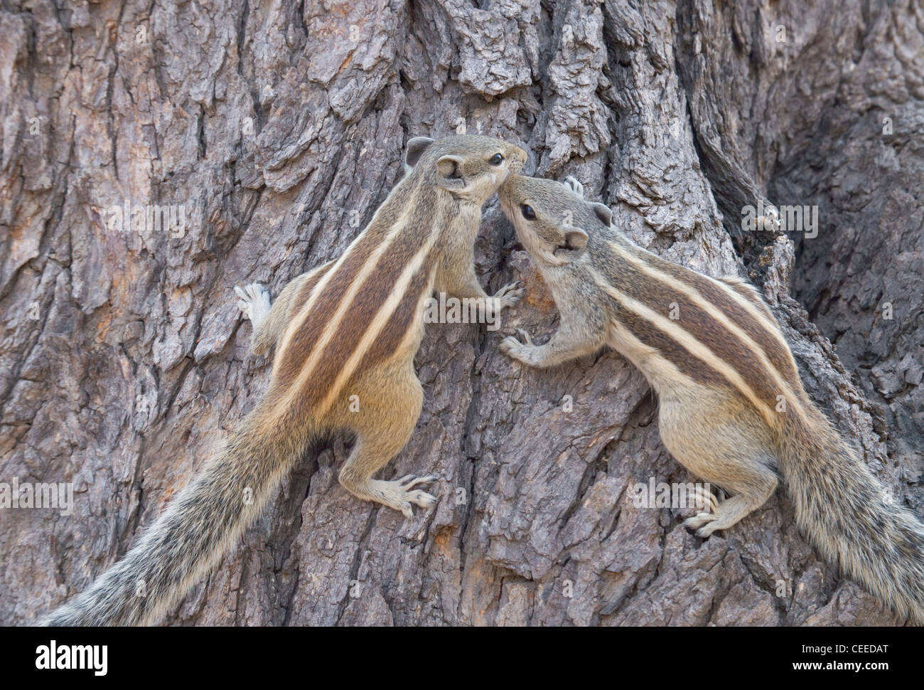 Two chipmunks hi-res stock photography and images - Alamy
