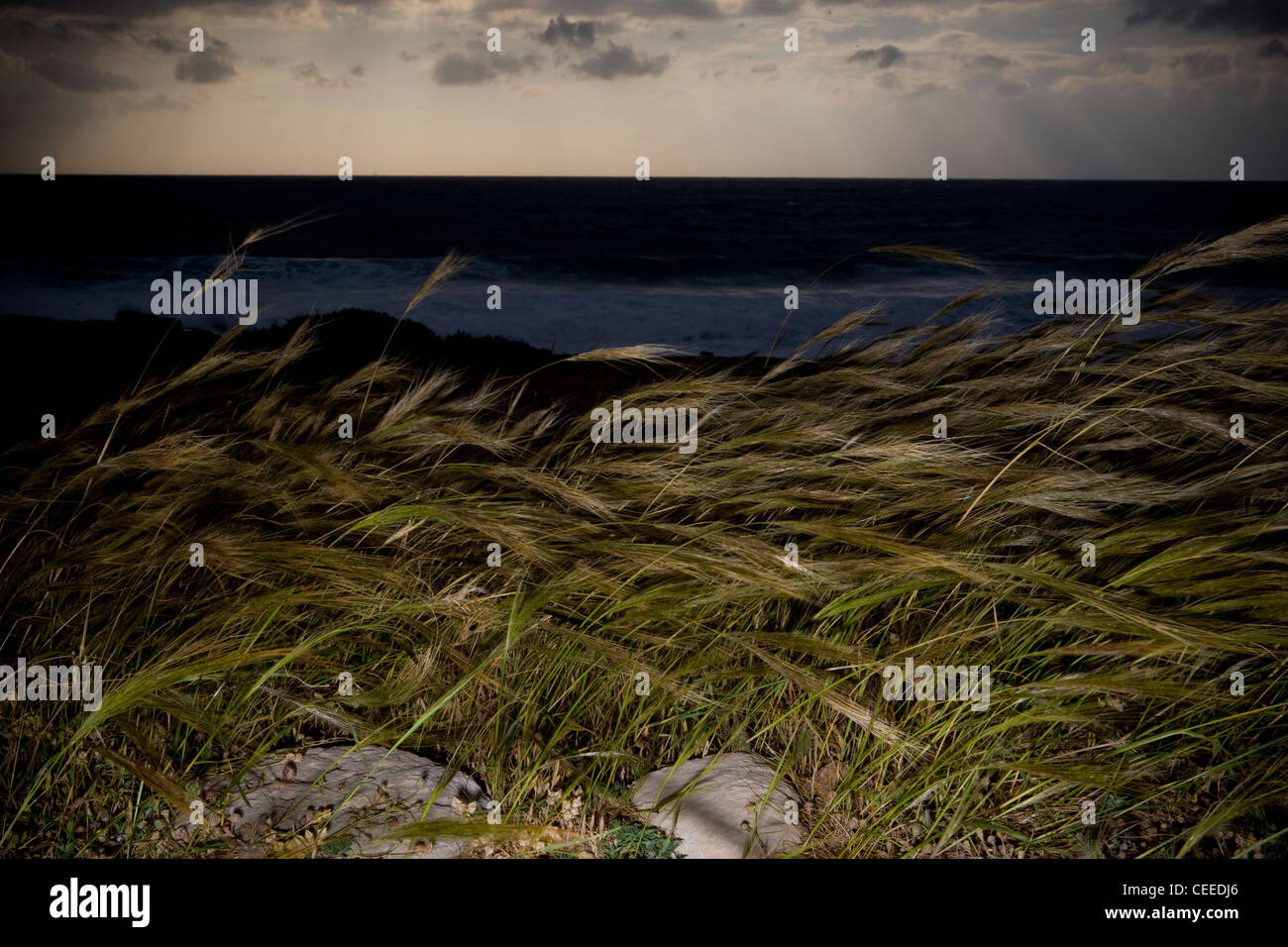 Grass blowing in the wind on Akamas Peninsula coast in Cyprus Stock ...