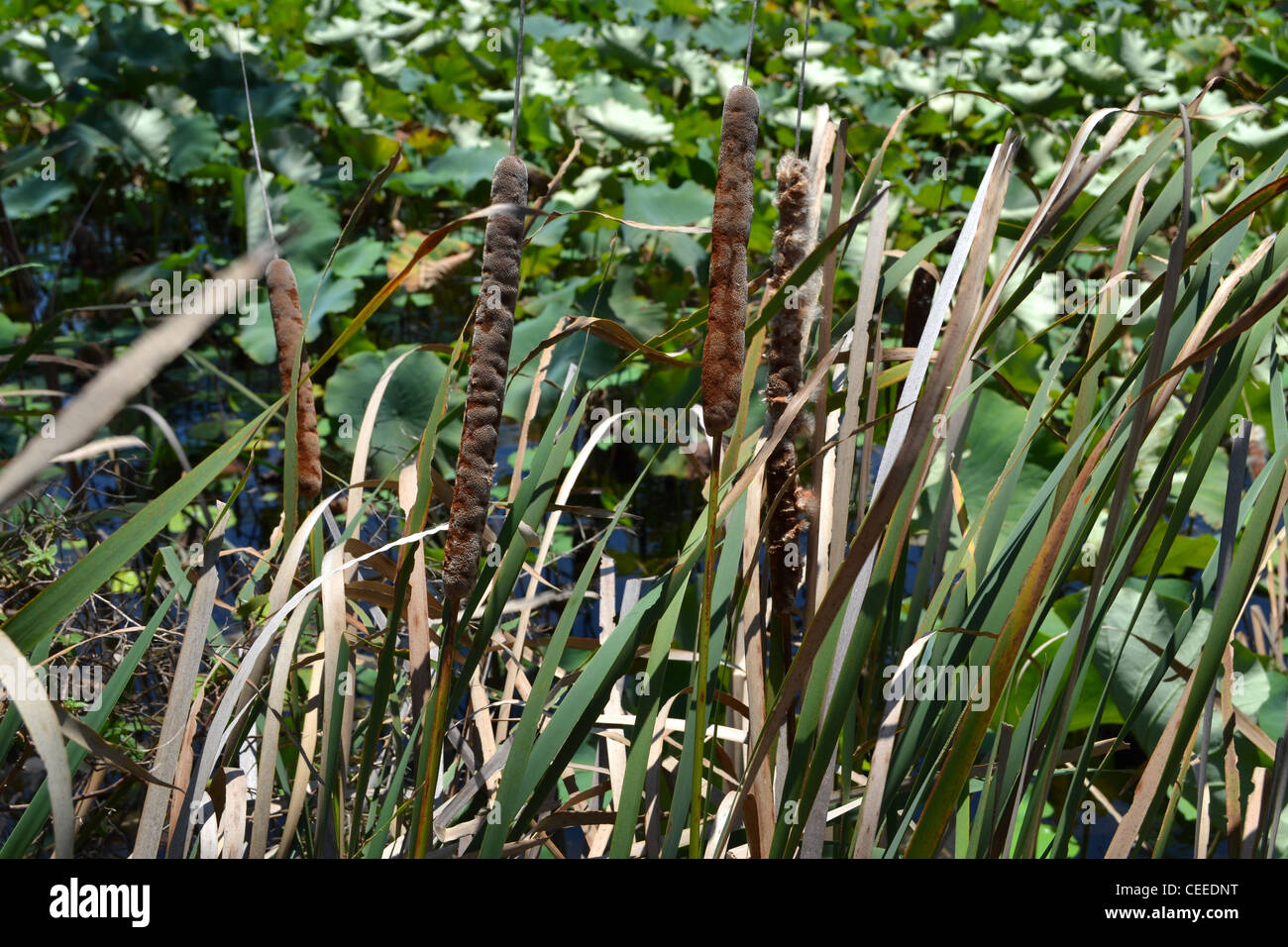 Freshwater ecology hi-res stock photography and images - Alamy