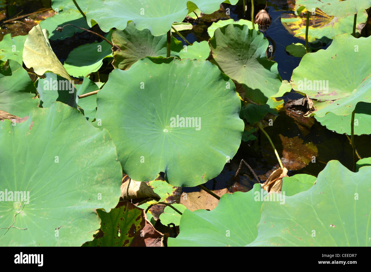 Lillypads hi-res stock photography and images - Alamy