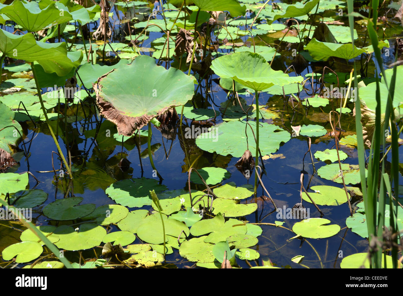 Lillypads on lake Stock Photo - Alamy
