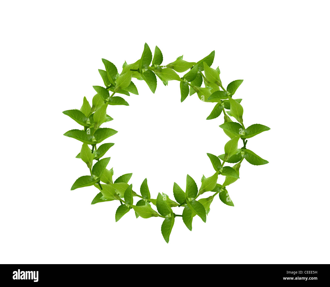Laurel wreath Cut Out Stock Images & Pictures - Alamy