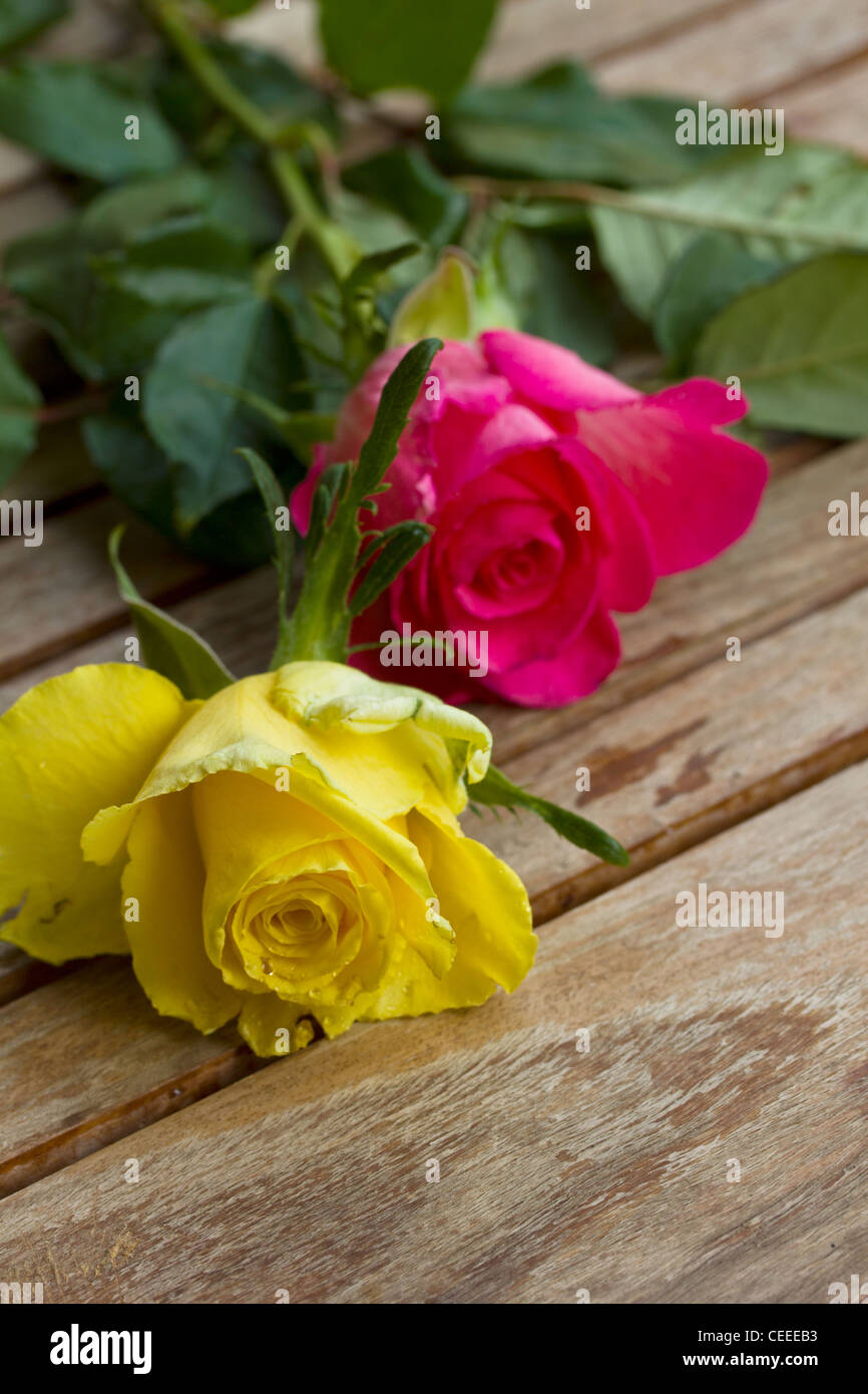 Rosa surprise party hi-res stock photography and images - Alamy