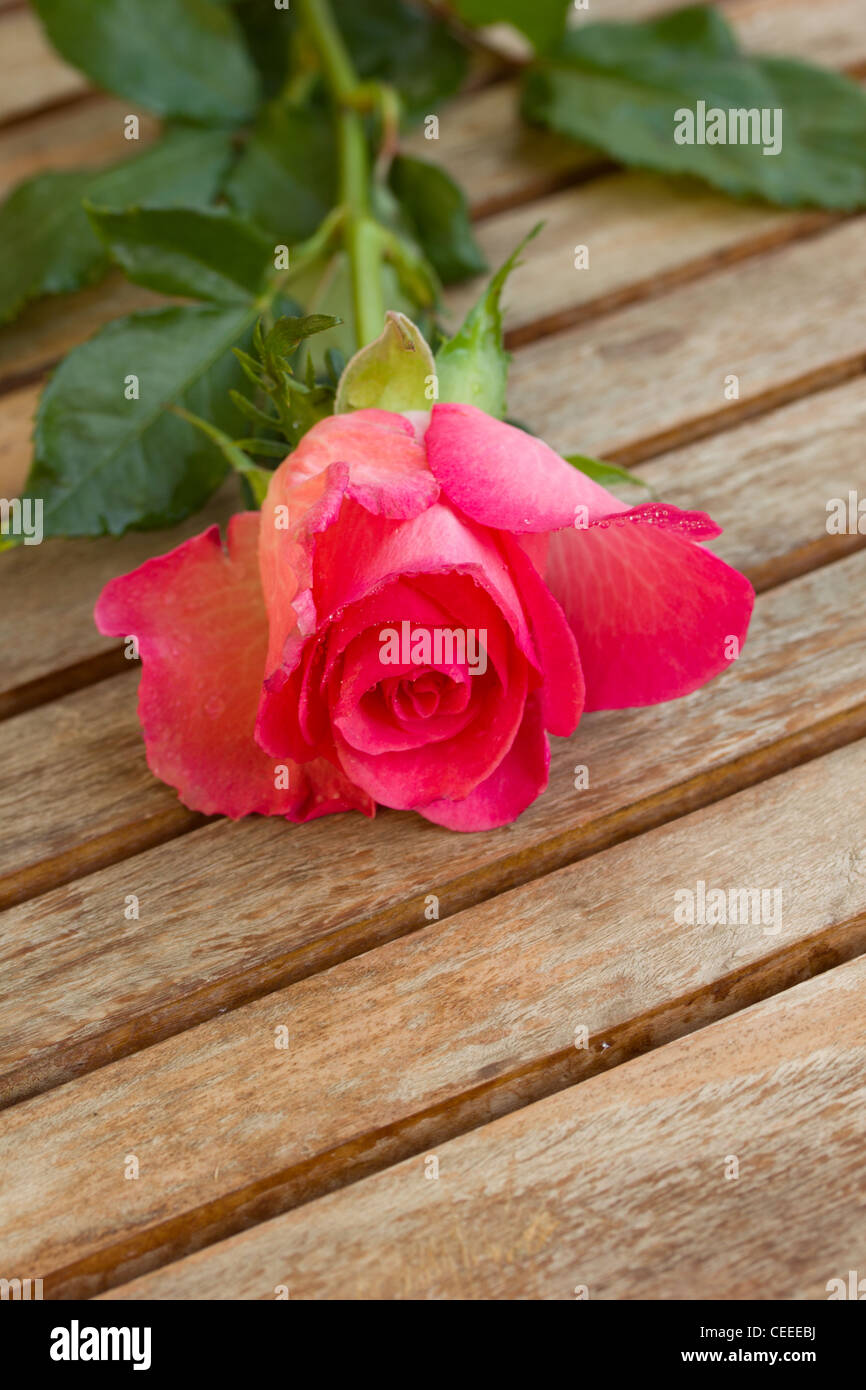 one pink rose laying on wooden table Stock Photo - Alamy