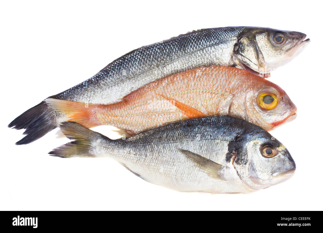 Grouper seabass Cut Out Stock Images & Pictures - Alamy