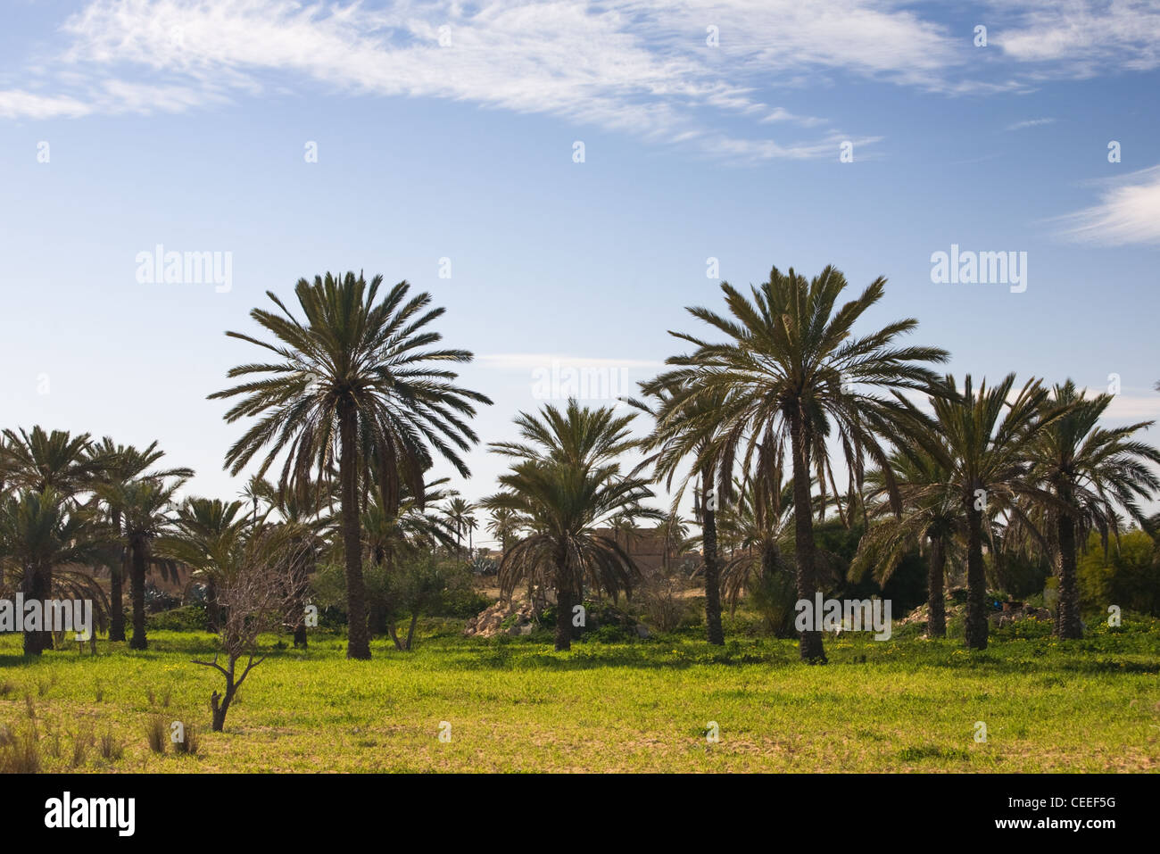 Date orchard hi-res stock photography and images - Alamy