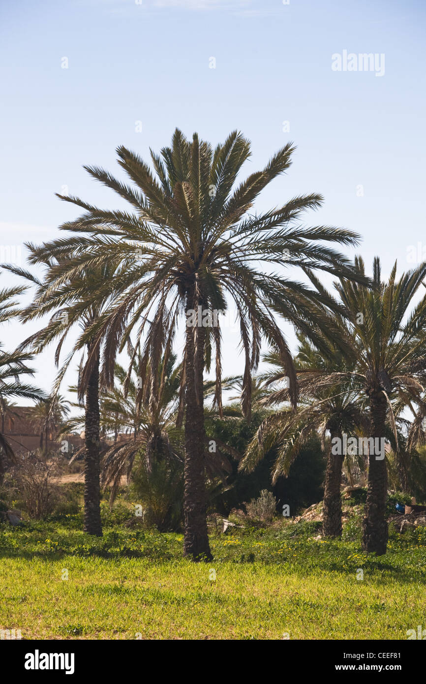 Date palm orchard, island of Djerba, Tunisia, Africa Stock Photo - Alamy