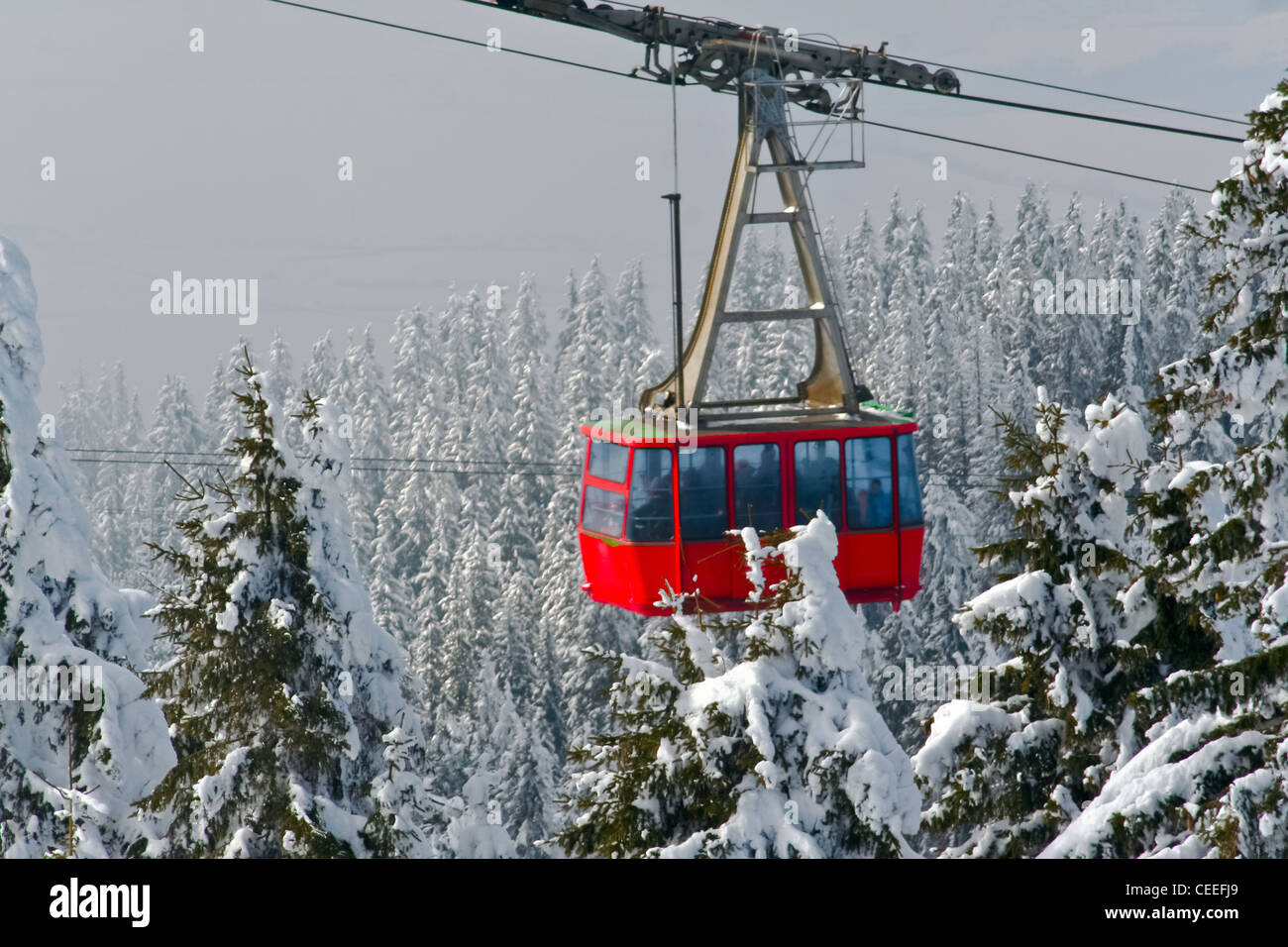 red ski lift cable and trees covered with snow Stock Photo - Alamy
