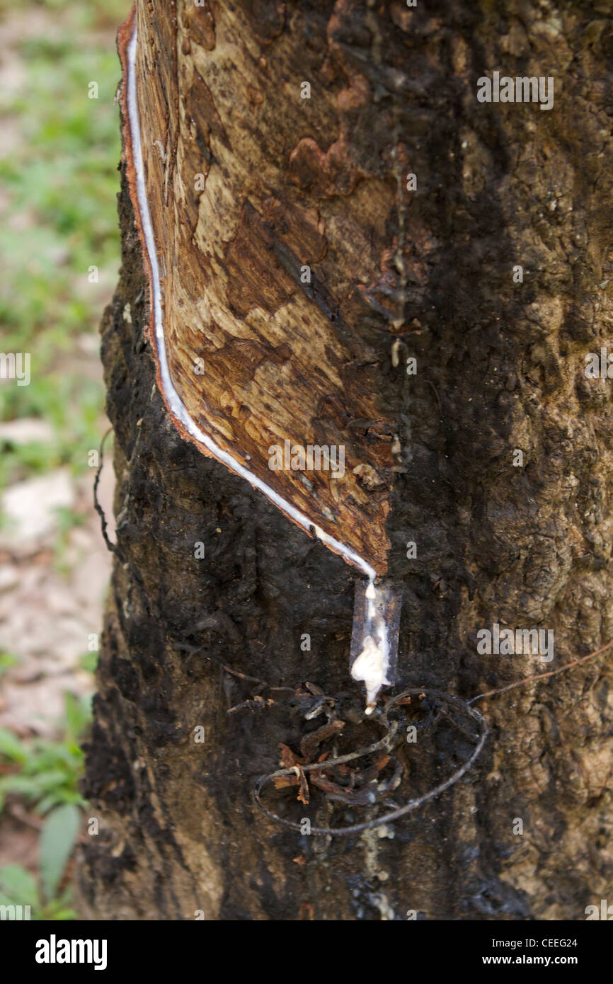 Para Rubber (Hevea brasiliensis) tree (from the Euphorbiaceae family ...