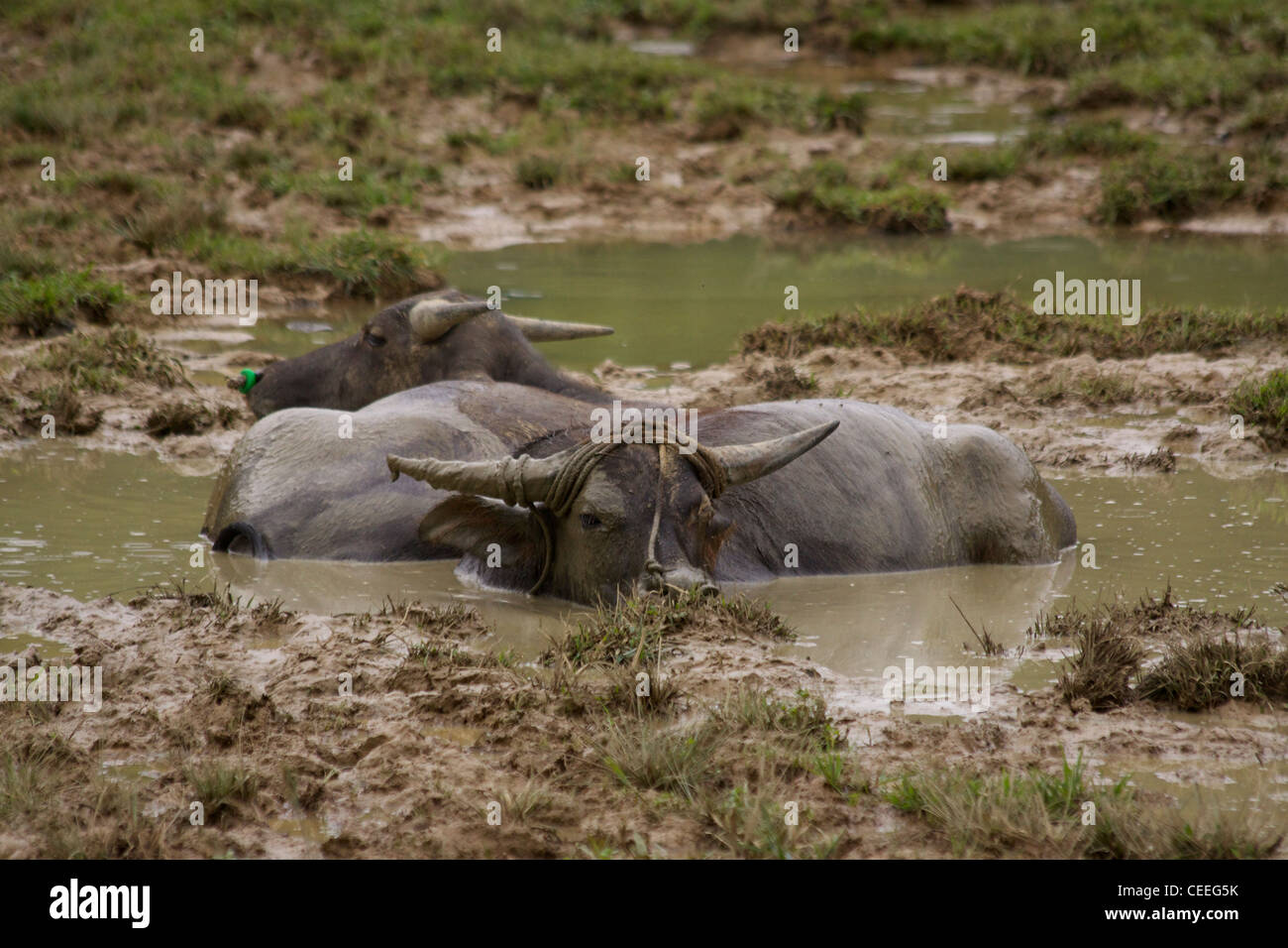 Water buffalos - domestic Asian water buffalo (Bubalus bubalis) bathe ...