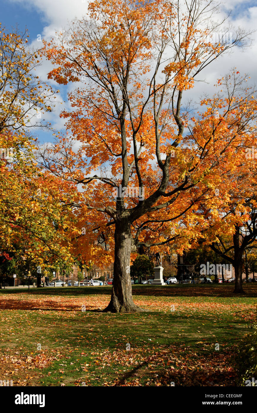 A maple tree on the Cambridge Common in Cambridge, MA, on a beautiful ...