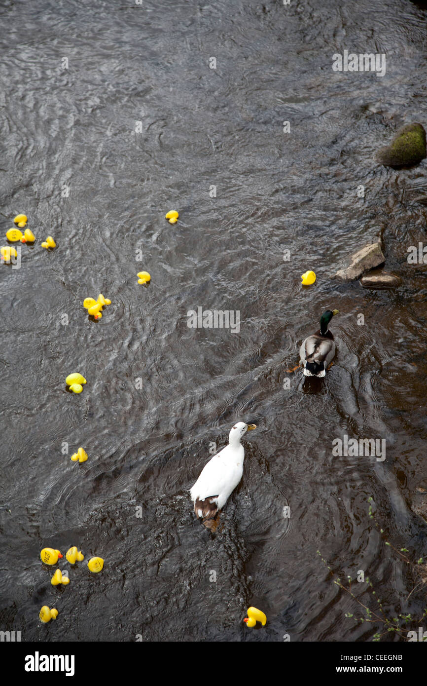 Rubber ducks race on a river hi-res stock photography and images - Alamy