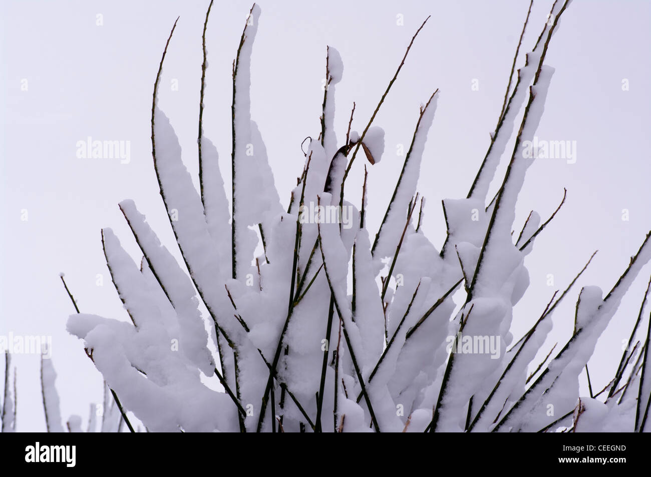 Snow On Twigs Stock Photo - Alamy
