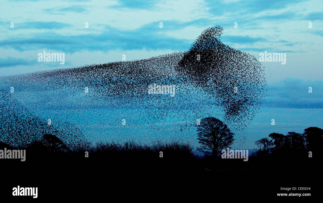 Murmuration starlings scotland hi-res stock photography and images - Alamy
