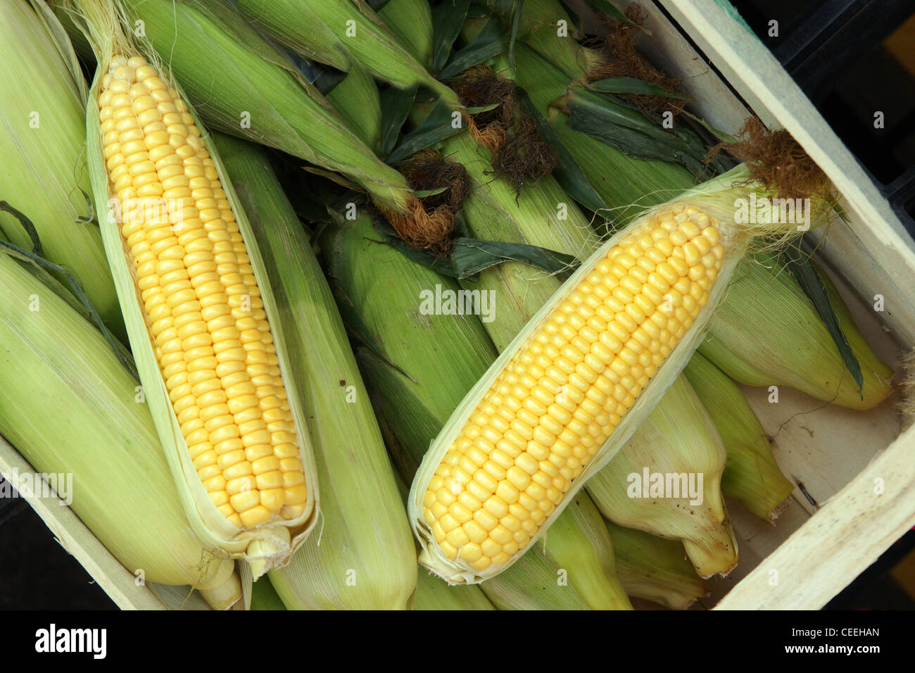 Two Corn Cobs Stock Photo - Alamy