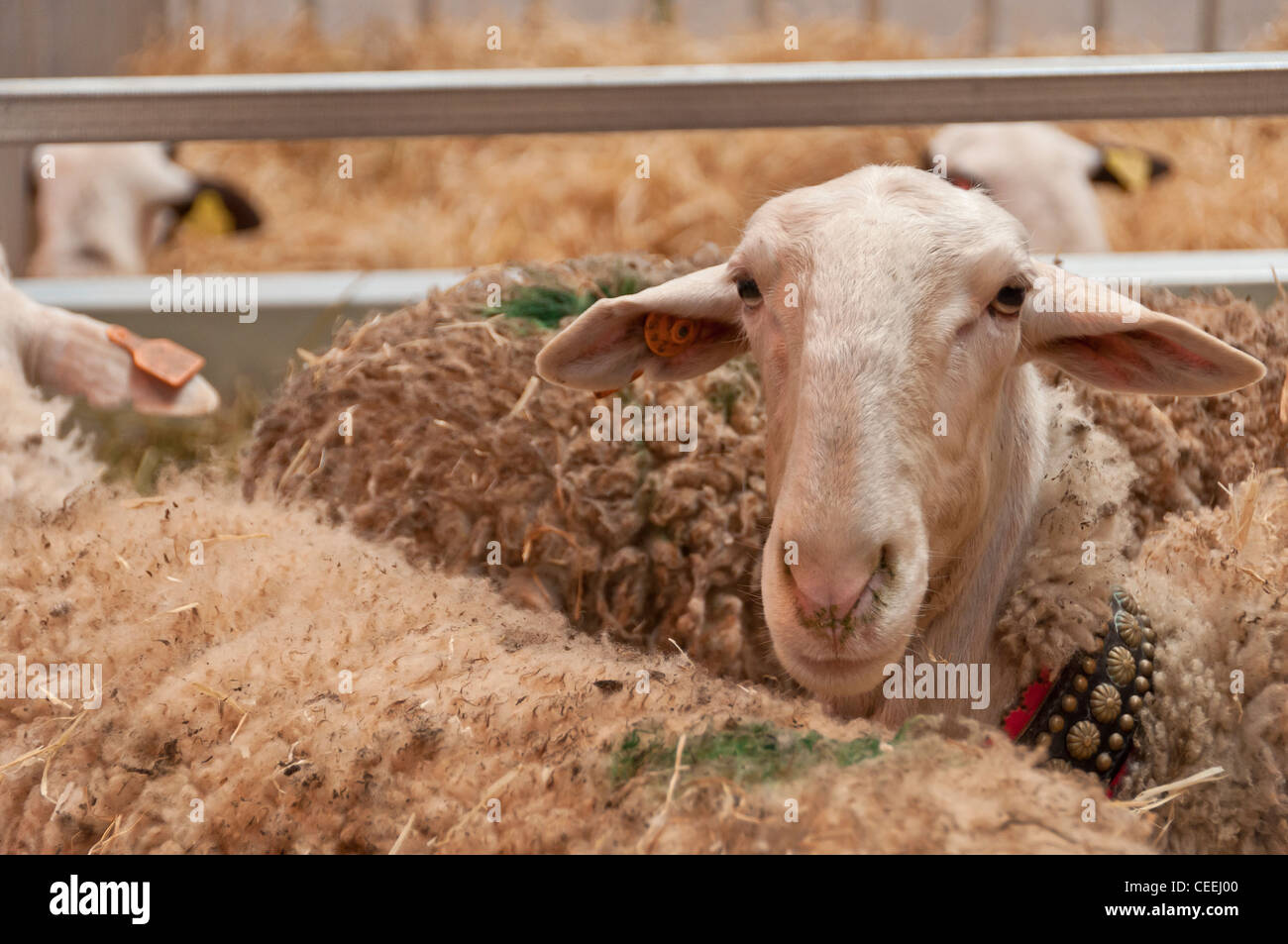 Spain breed hi-res stock photography and images - Alamy