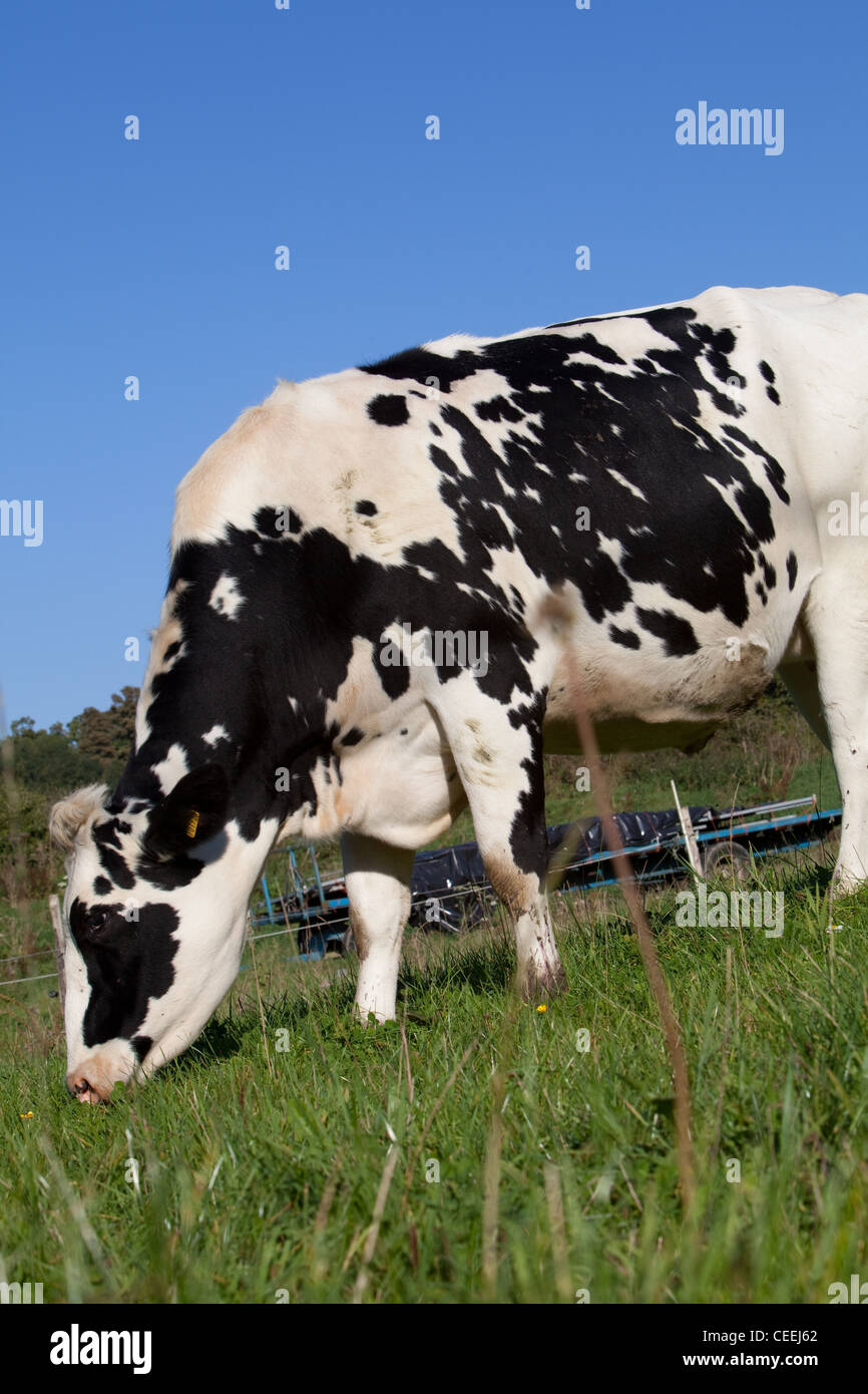Holstein friesian cattle hi-res stock photography and images - Alamy