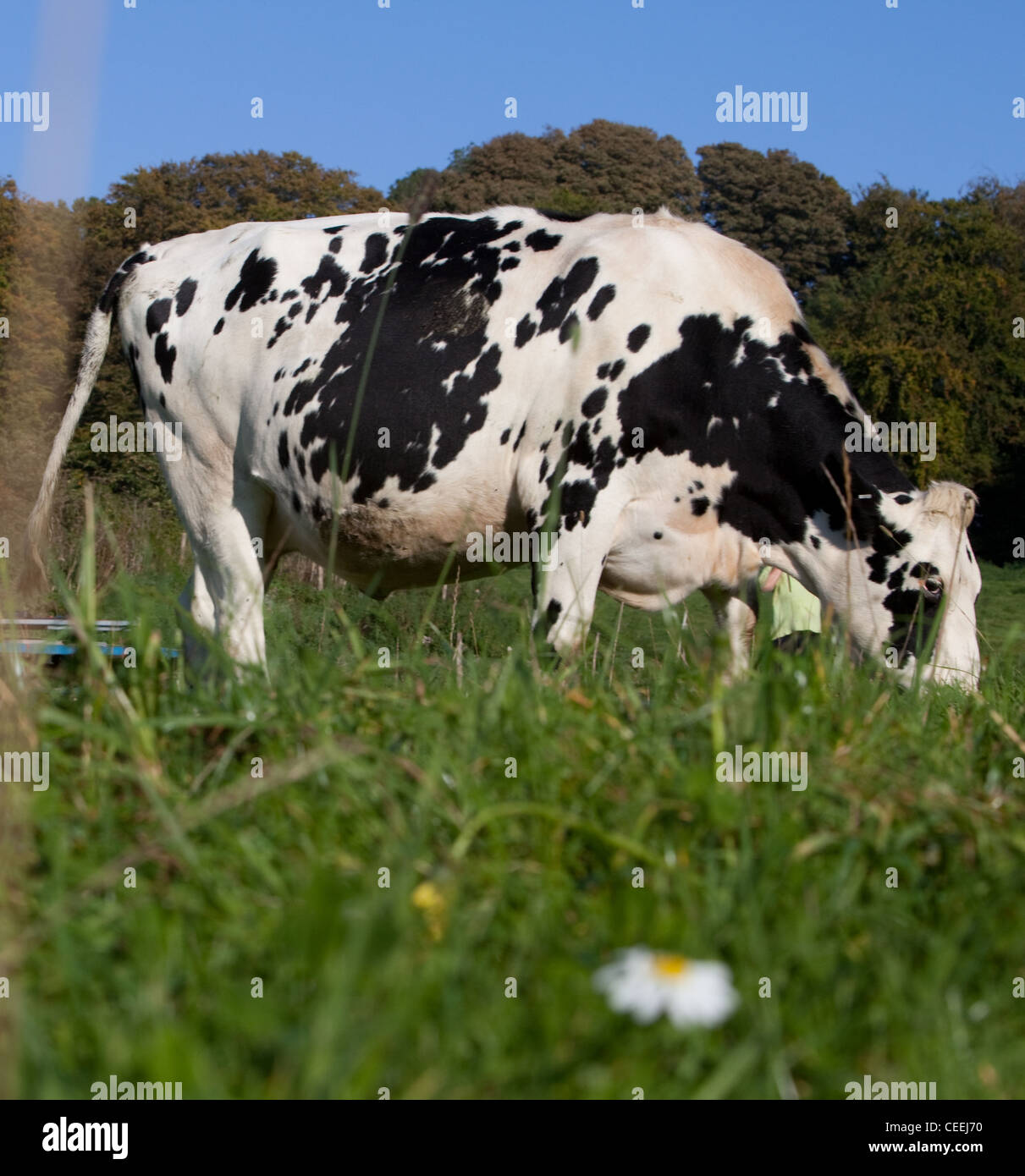 Holstein-Friesian cattle (black and white) at Newton Balance Farm near ...