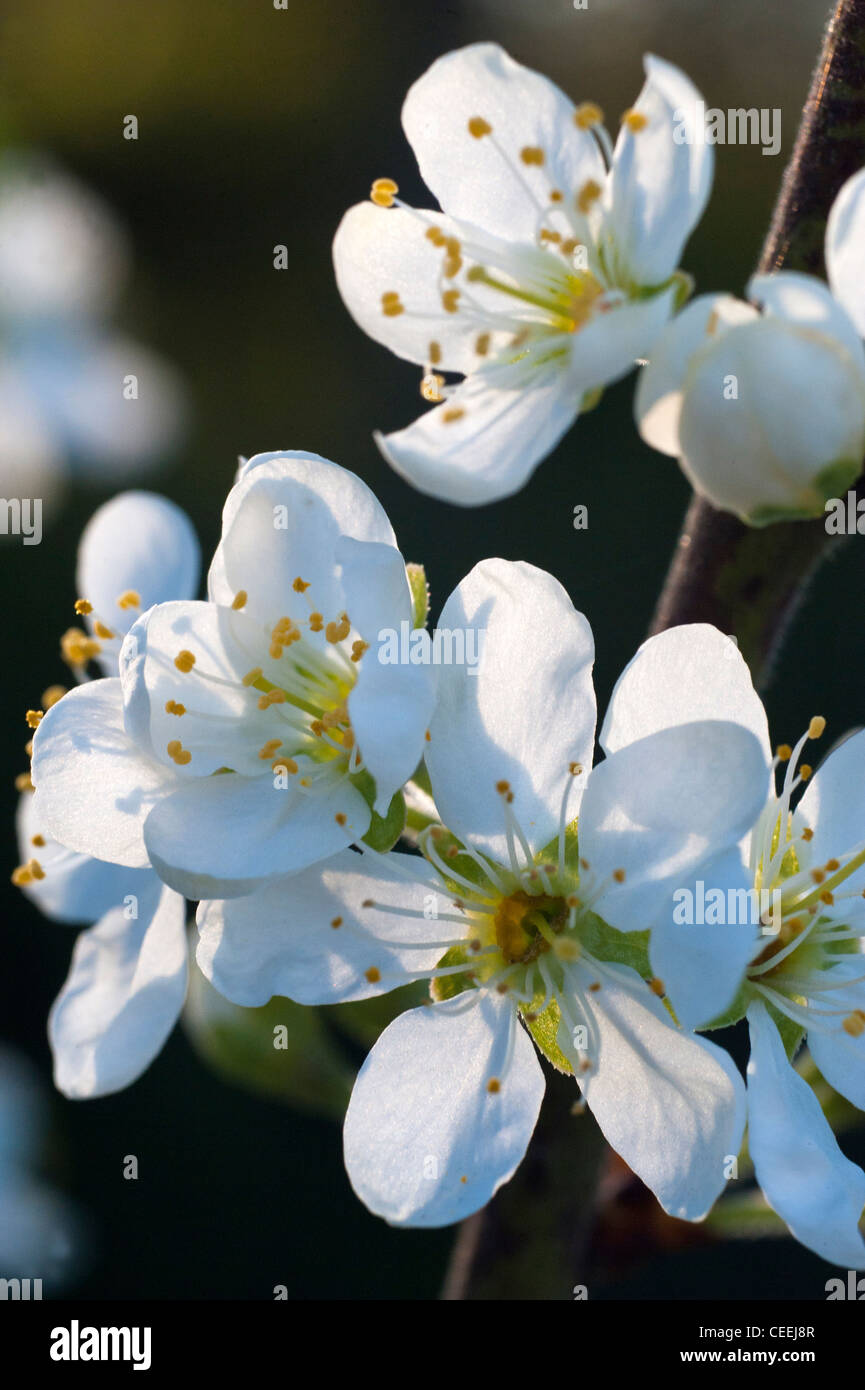 Damson prunus insititia blossom hi-res stock photography and images - Alamy