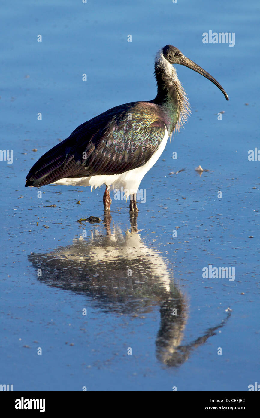 The Straw-necked Ibis (Threskiornis spinicollis) occurs in Australia ...