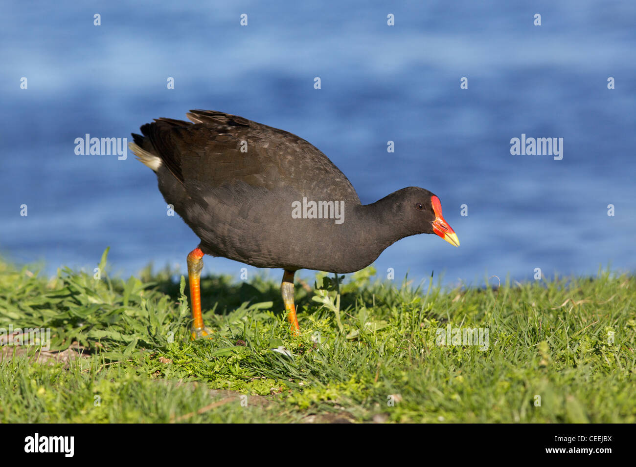 The Dusky Moorhen (Gallinula tenebrosa) occurs in Australia, New Guinea ...