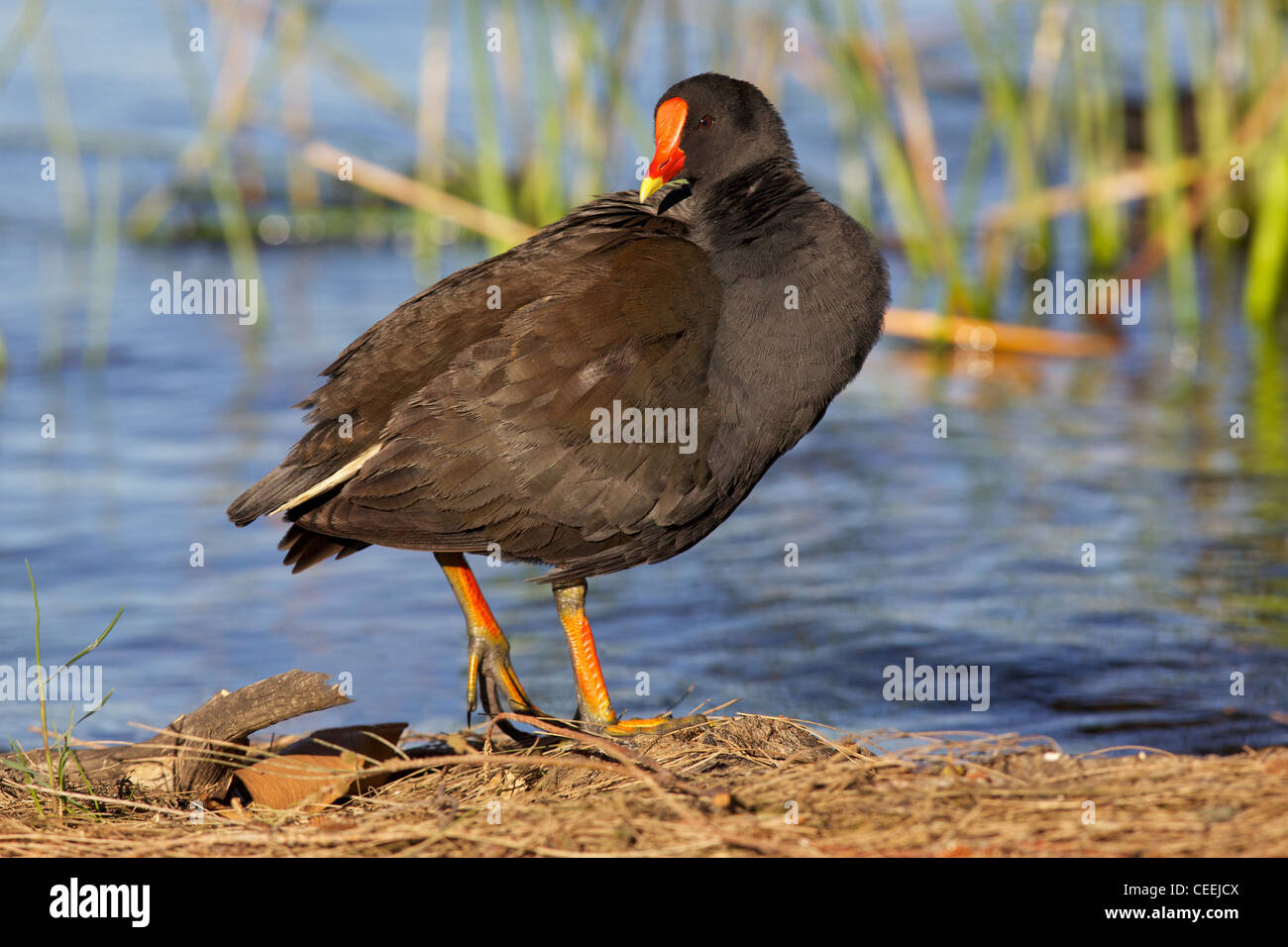 The Dusky Moorhen (Gallinula tenebrosa) occurs in Australia, New Guinea ...