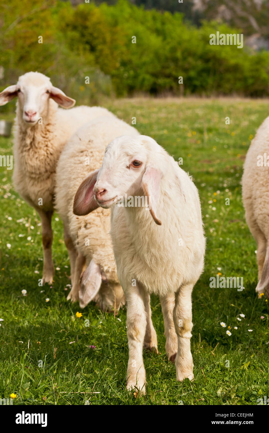 Assaf sheep hi-res stock photography and images - Alamy