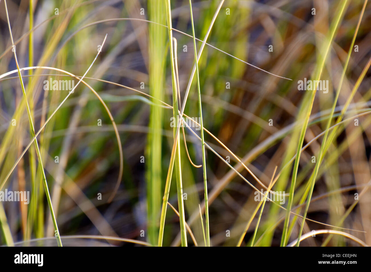 A closeup of long blades of beach grass of varying degrees of being in ...