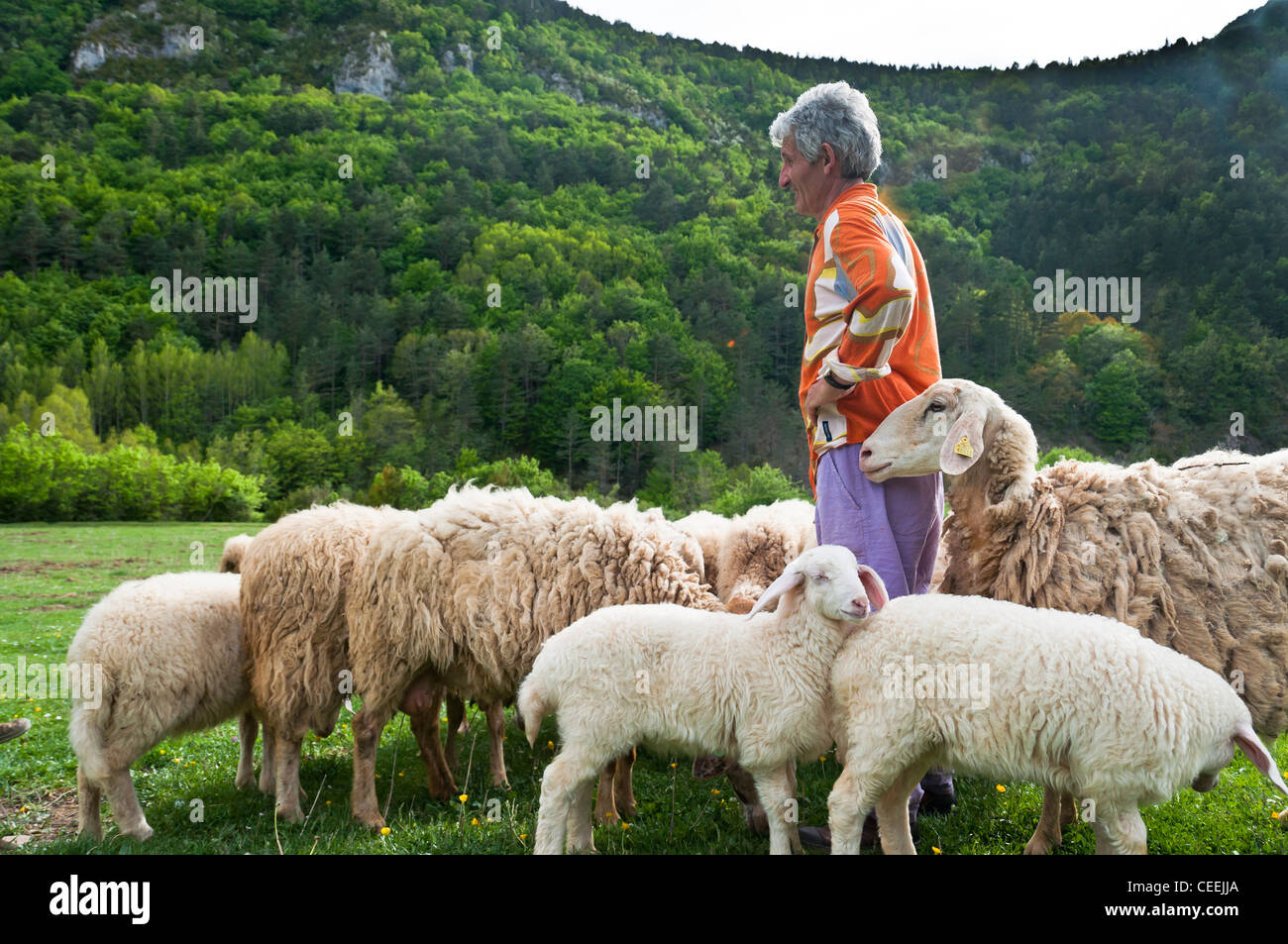 Assaf Sheep High Resolution Stock Photography and Images - Alamy