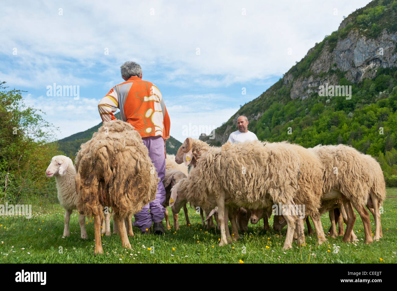Assaf Sheep High Resolution Stock Photography and Images - Alamy