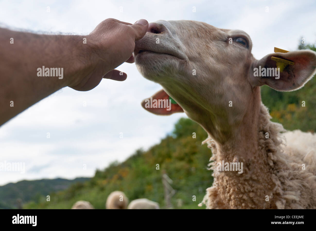 Assaf Sheep High Resolution Stock Photography and Images - Alamy