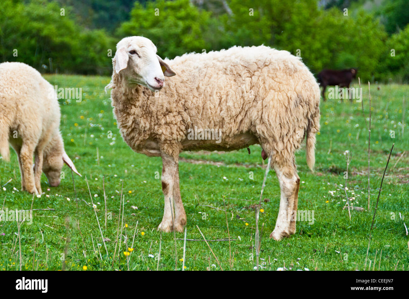 Assaf Sheep High Resolution Stock Photography and Images - Alamy