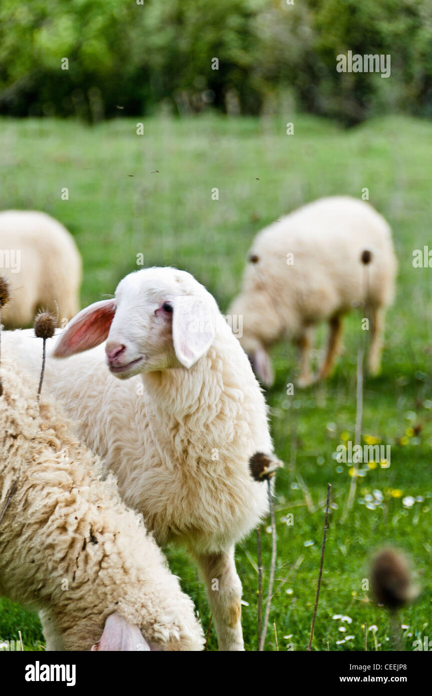 Assaf Sheep High Resolution Stock Photography and Images - Alamy