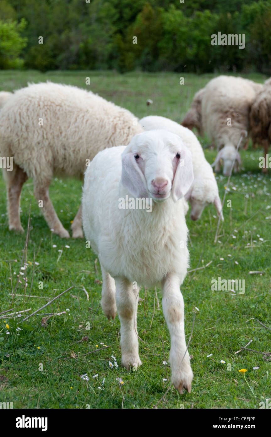 Assaf Sheep High Resolution Stock Photography and Images - Alamy
