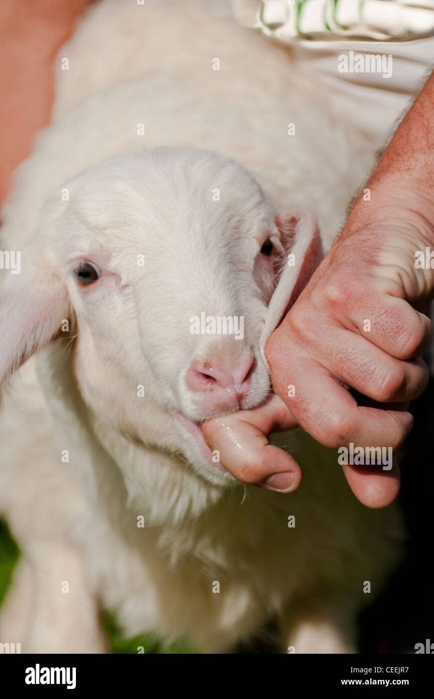 Assaf sheep hi-res stock photography and images - Alamy