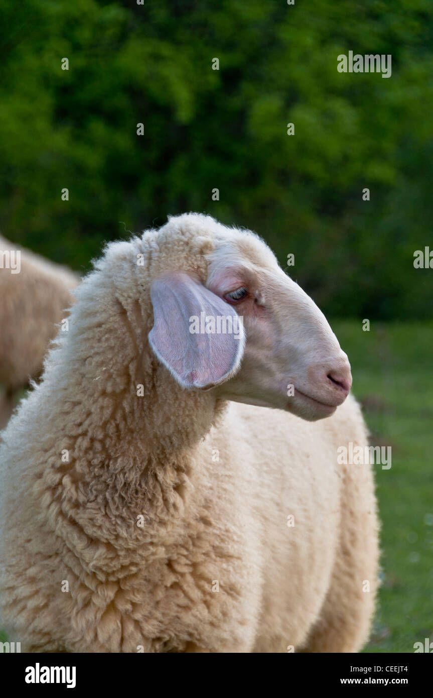 Assaf Sheep High Resolution Stock Photography and Images - Alamy