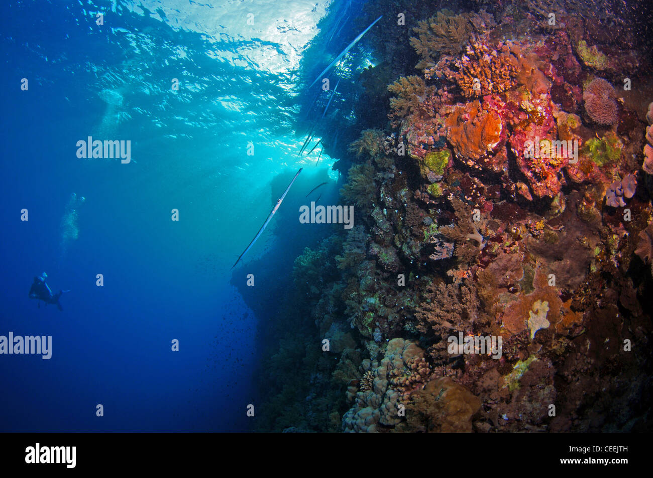 Red sea needlefish hi-res stock photography and images - Alamy