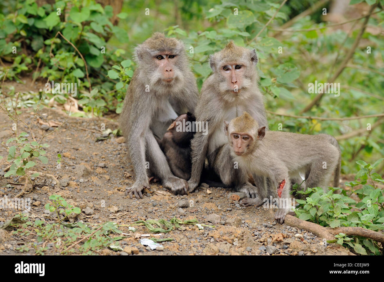 a group of long tail macaques in a forest clearing Stock Photo - Alamy