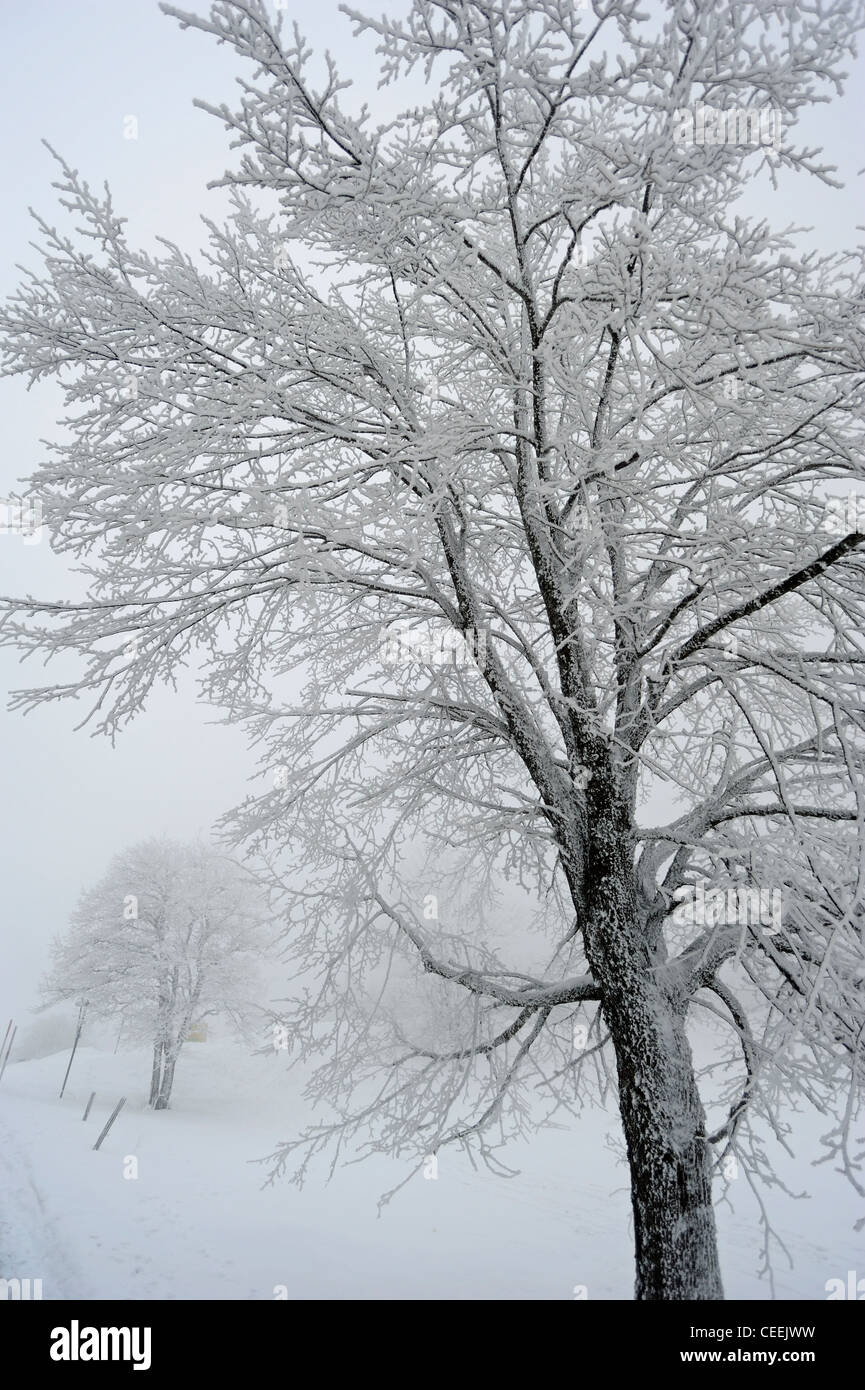 Winter deciduous tree hi-res stock photography and images - Alamy